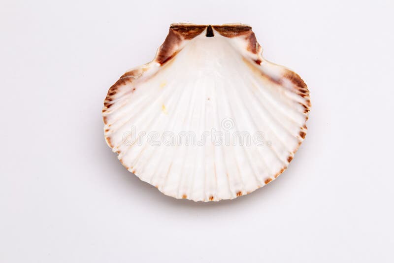 Pectinidae Scallop Shell on a White Background. Close-up Stock Photo ...
