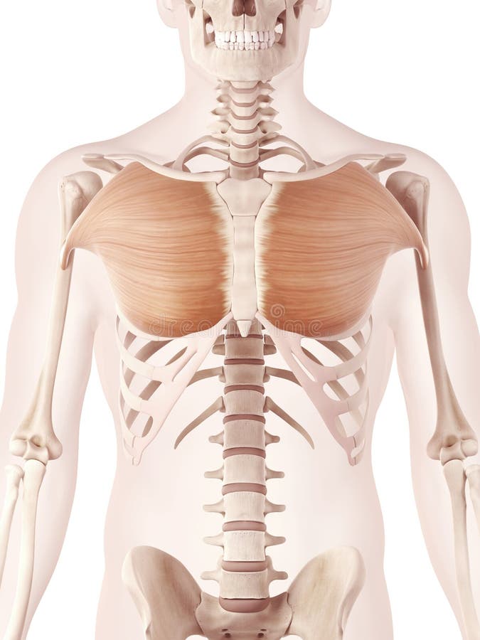 Pectoralis major stock illustration. Illustration of muscular - 39791933