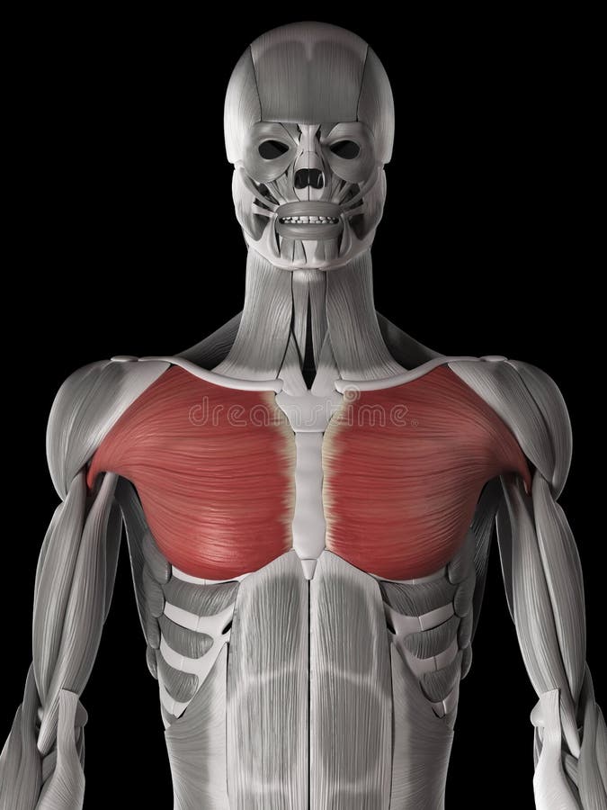 The pectoralis major stock illustration. Illustration of musculature ...