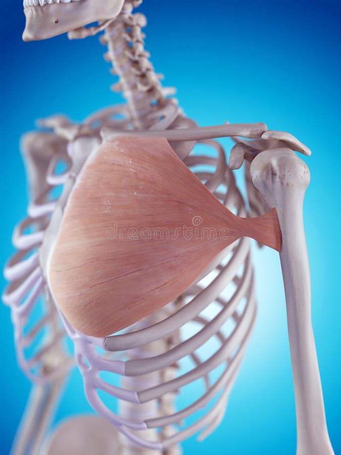 The pectoralis major stock illustration. Illustration of humerus - 57248643