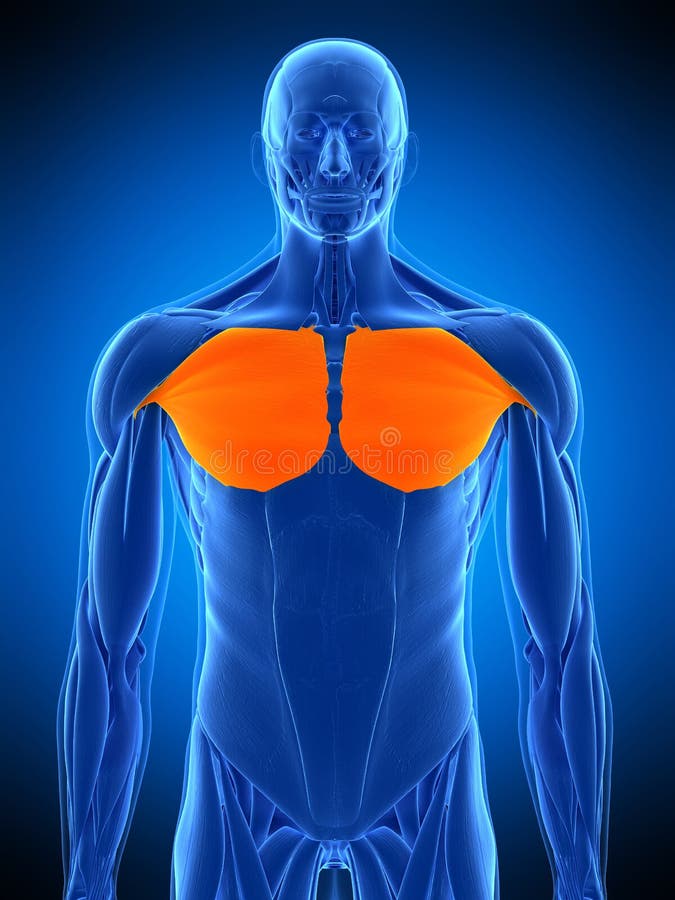 3d Illustration Of The Pectoralis Major Muscles On Xray Musculature ...