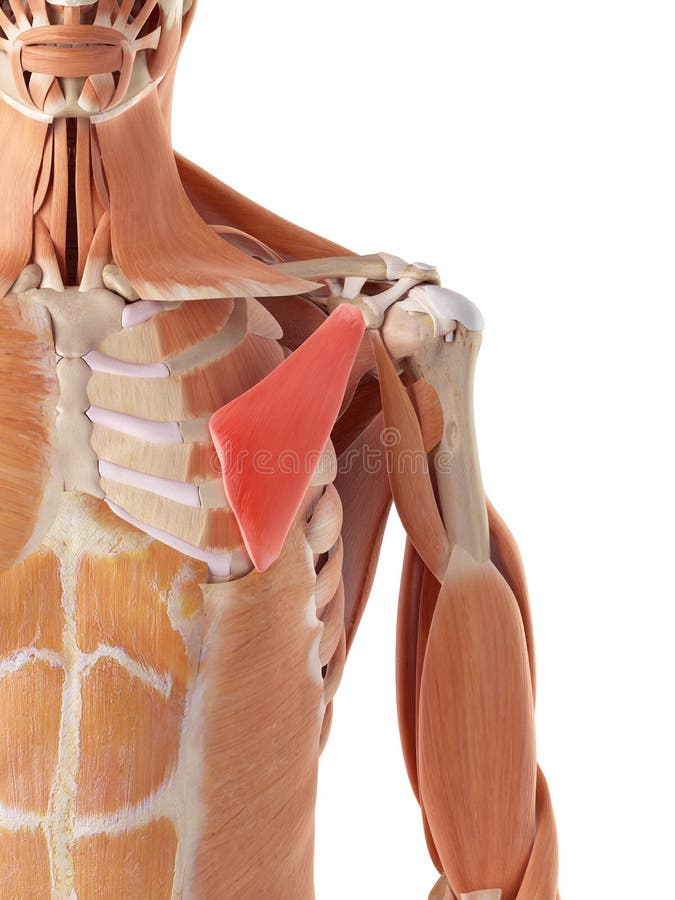 Pectoralis Minor Muscle Anatomy for Medical Concept 3D Illustration ...