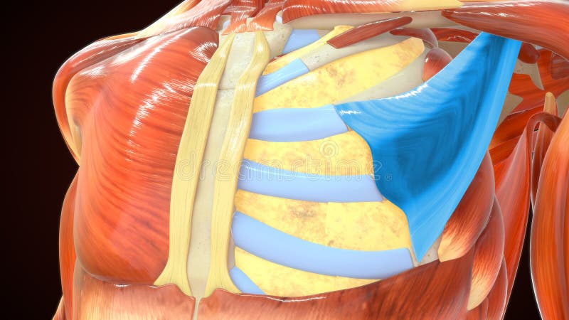 Pectoralis Minor Muscle Which Connects To Ribs Stock Illustration ...