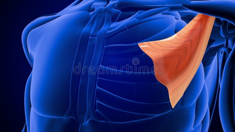 Pectoralis Minor Muscle Which Connects To Ribs Stock Illustration ...