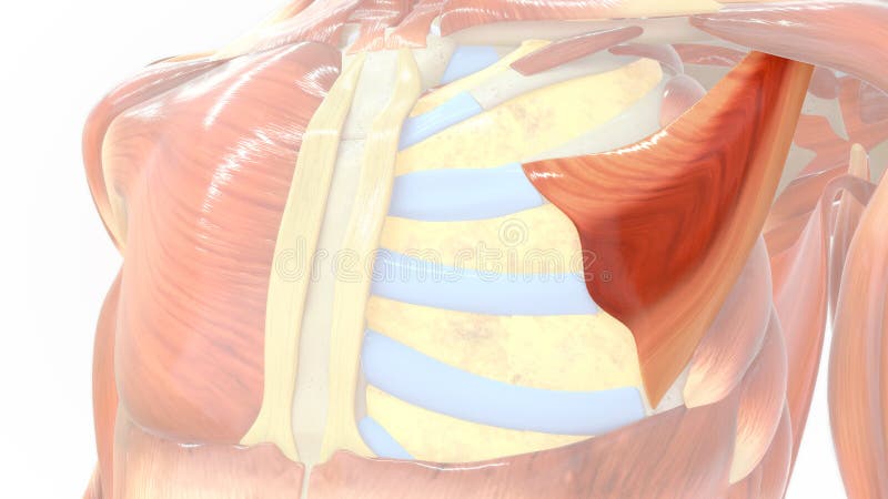 Pectoralis Minor Muscle Which Connects To Ribs Stock Illustration ...