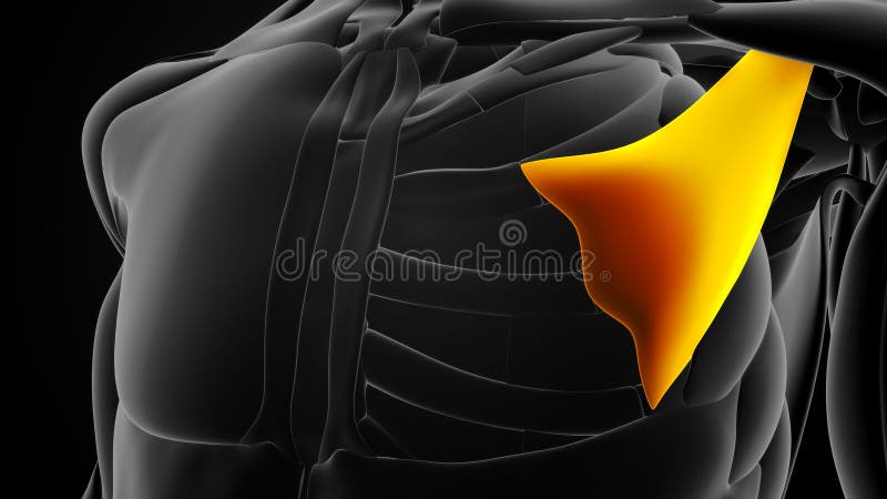 Pectoralis minor muscle stock illustration. Illustration of minor ...