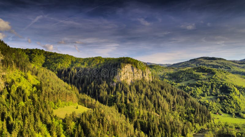 Peculiar Landscape with Pine Trees and Clearings Typical in Tran Stock ...