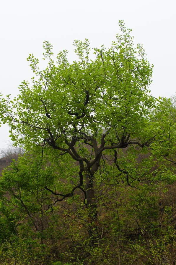 Peculiar tree branches stock image. Image of design, wild - 39969059