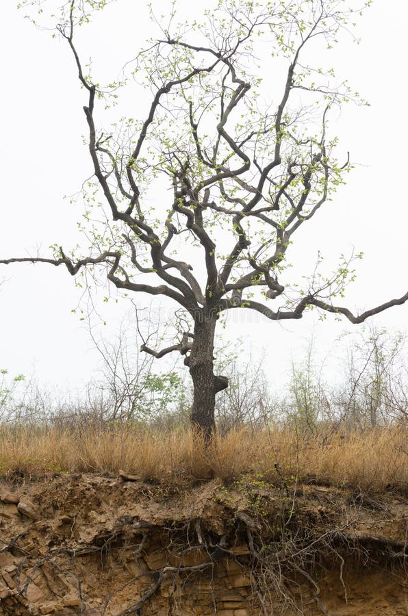 Peculiar tree stock photo. Image of leaves, strength - 39970206