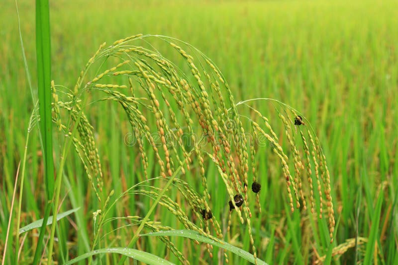 Paddy Field, Rice Plant, Rice Field, Green Paddy Field, Bunches of ...