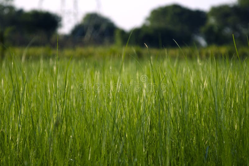 A Peddy crops stock image. Image of trees, field, crops - 182103789