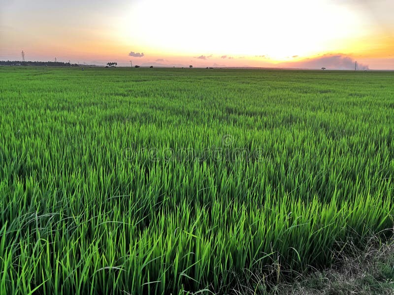 Peddy Field Rice Plant Nature Sunshine Sunset Stock Photo - Image of ...