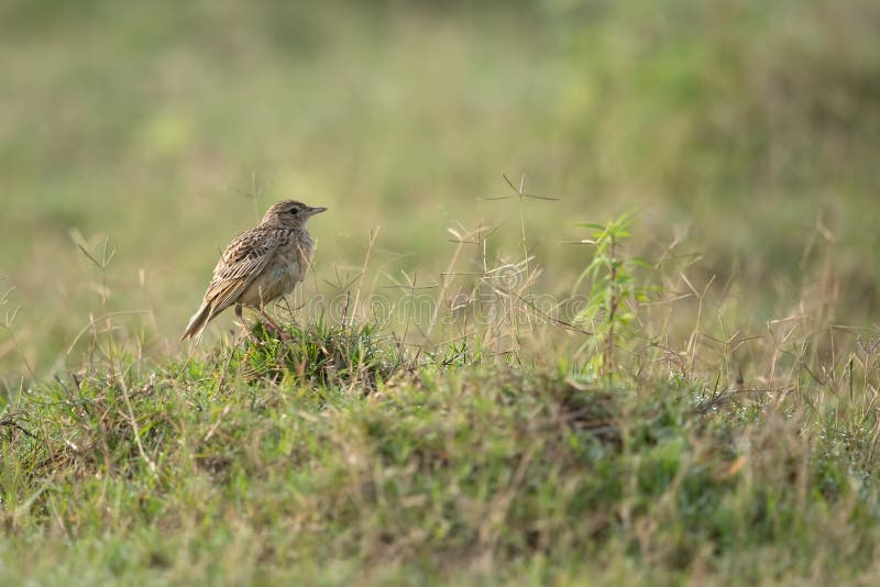Peddy Field Pipit in Grass Land Stock Image - Image of outdoor ...