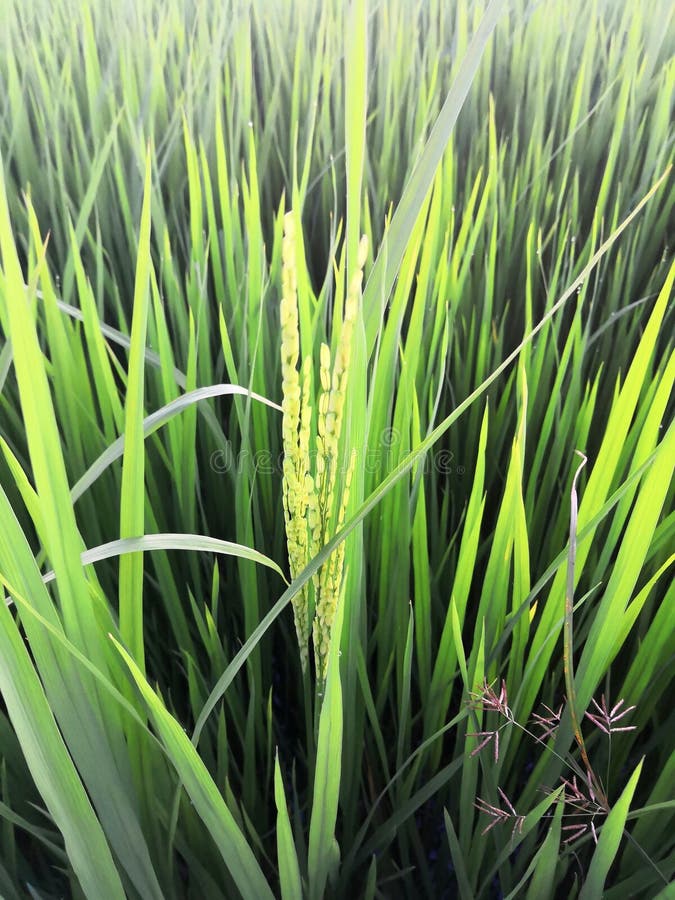 Peddy Field Rice Plant Nature Sunshine Sunset Stock Photo - Image of ...