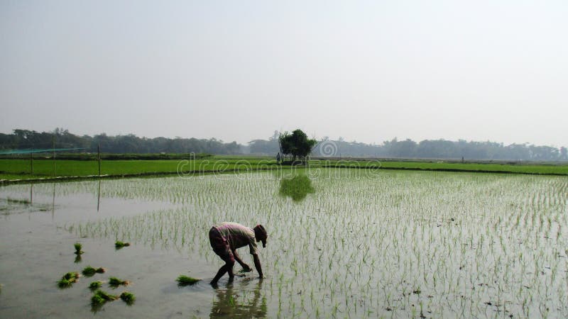 Peddy Plantation in Agro Field Stock Photo - Image of plantation, agro ...
