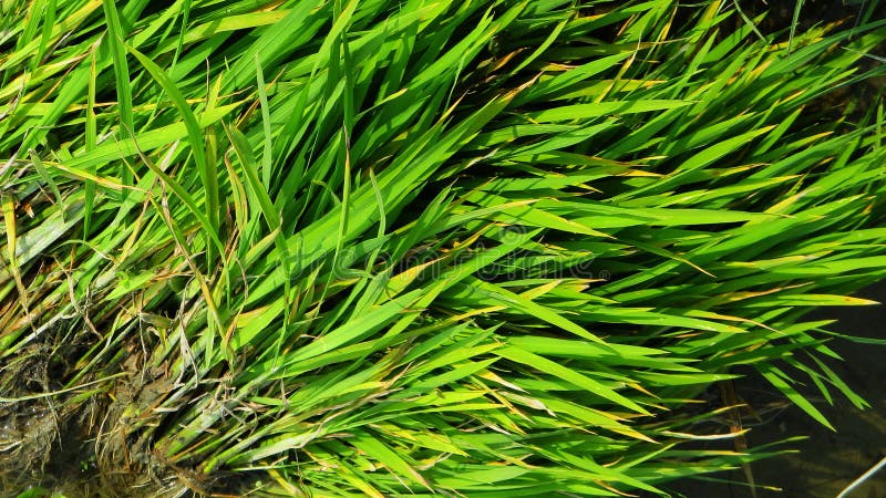 Peddy stack for plantation stock photo. Image of plantation - 271628740