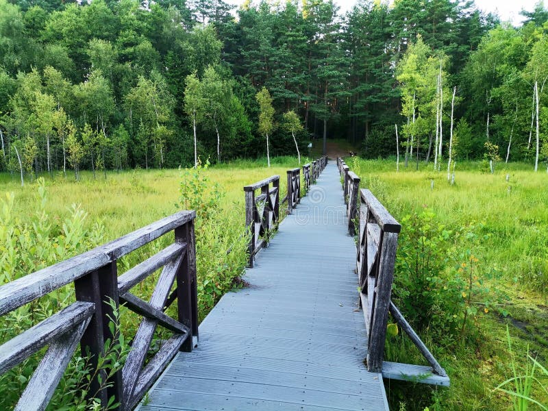 Pedestrian Bridge Across the Swamp Stock Photo - Image of garden, track ...