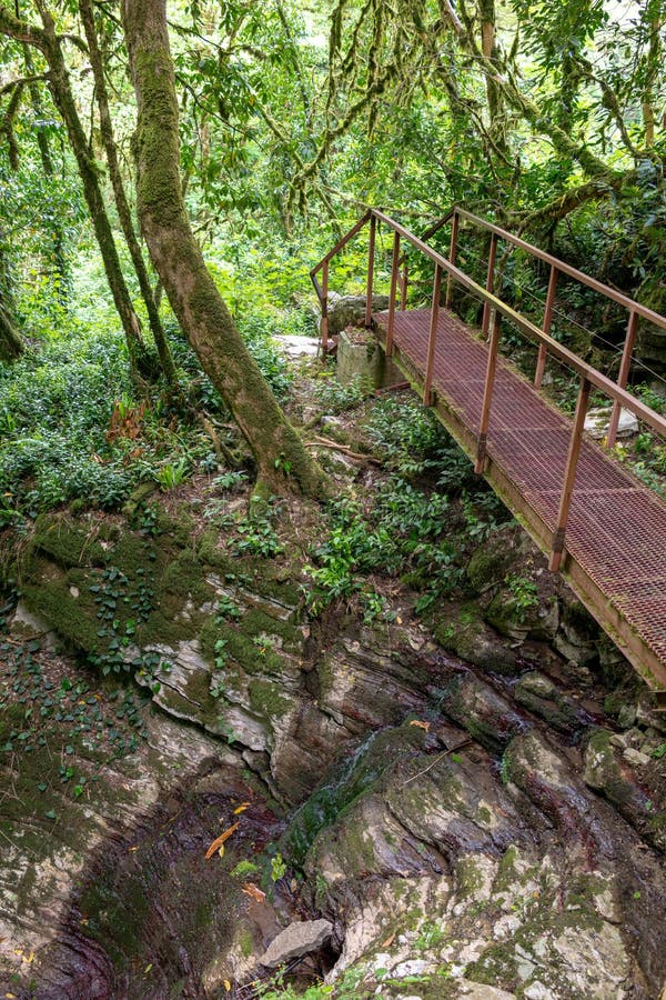 Pedestrian Bridge Over the Gorge in a Green Forest Stock Photo - Image ...