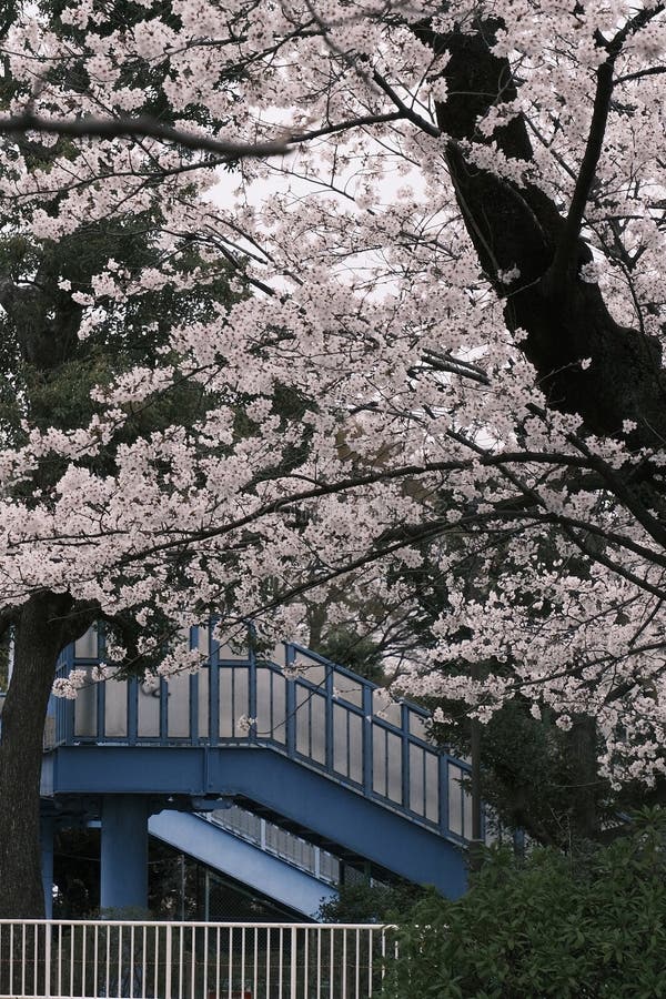 Pedestrian Bridge with Sakura Stock Photo - Image of booming, winter ...