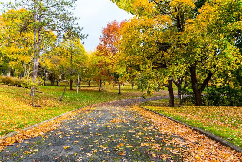 Pedestrian Path between Trees on Sides Stock Image - Image of spring ...
