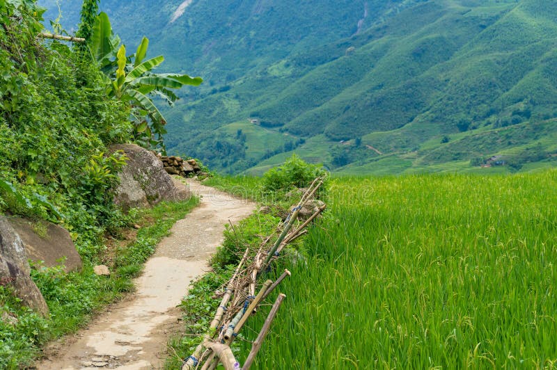Pedestrian Path in Countryside with Rice Field View Stock Image - Image ...