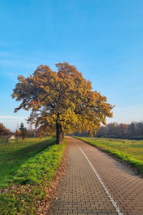 Pedestrian Path and Path for Cyclists. Active Lifestyle. Stock Photo ...