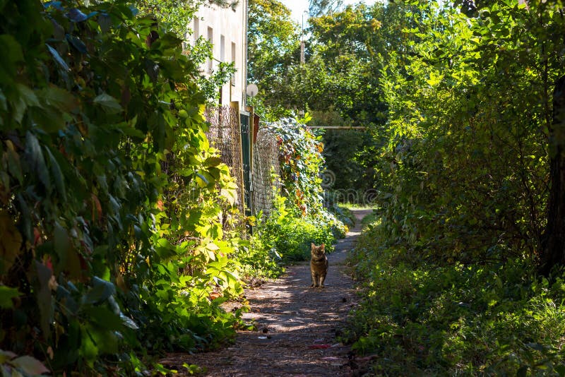 Pedestrian Path between the Fences of the Plots and a Cat Sitting Stock ...