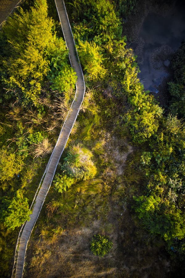 Pedestrian Path on Wooden Poles Stock Image - Image of dense, green ...