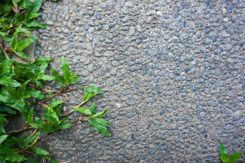 Pedestrian Path Overgrown by Grass Stock Photo - Image of leaf ...