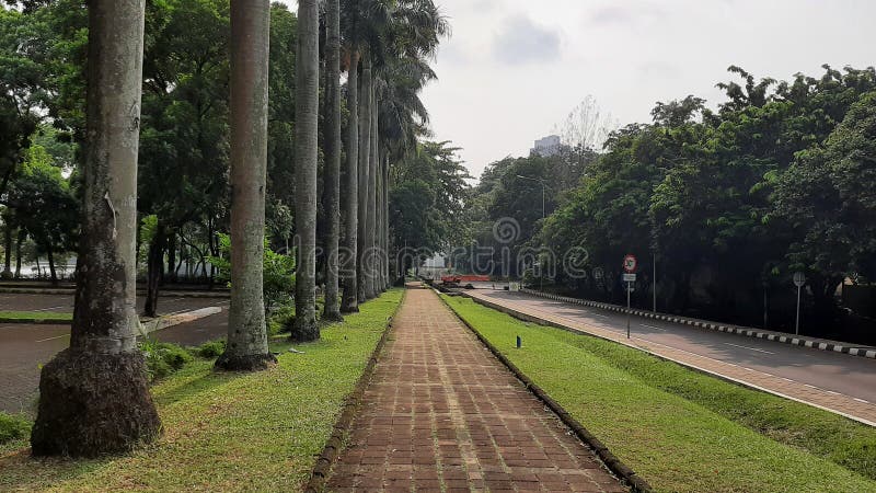 Pedestrian Path and Parallel Palm Trees Stock Photo - Image of grass ...