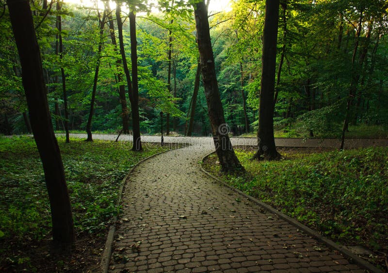 Walking Path in Green Forest Park, Beauty and Freshness of Nature ...
