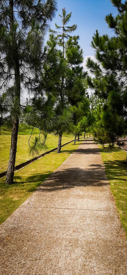 Pedestrian Path with Tall Trees on the Edge Stock Image - Image of ...