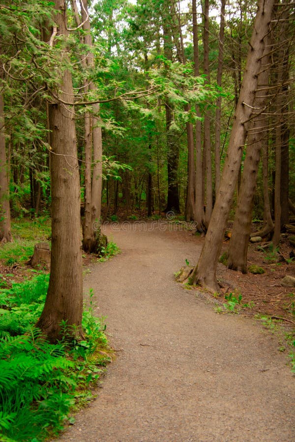 Pedestrian Path in a Wild and Mature Stock Image - Image of path ...
