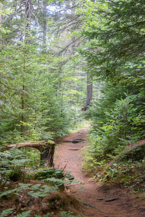 Pedestrian Path in a Wild and Mature Forest Stock Photo - Image of ...