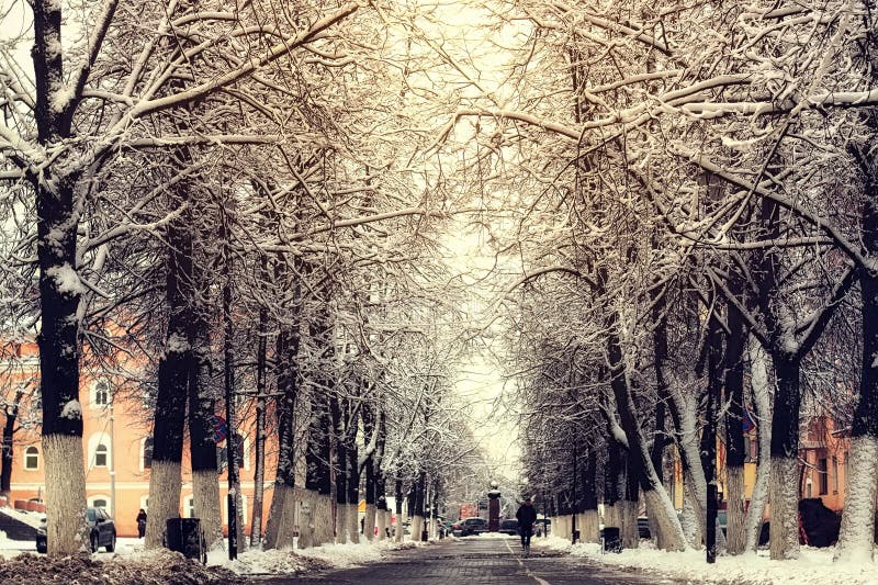 Pathway Tree Canopy stock photo. Image of plant, grove - 279405752