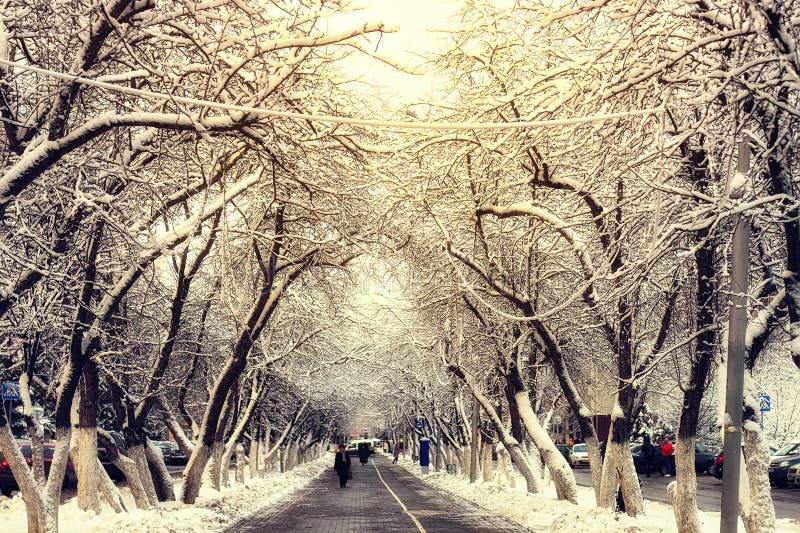 Pedestrian Pathway Tree Winter Stock Photo - Image of campus ...