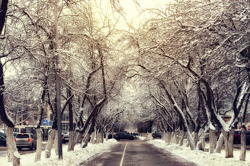 Pedestrian Pathway Tree Winter Stock Image - Image of pedestrian ...