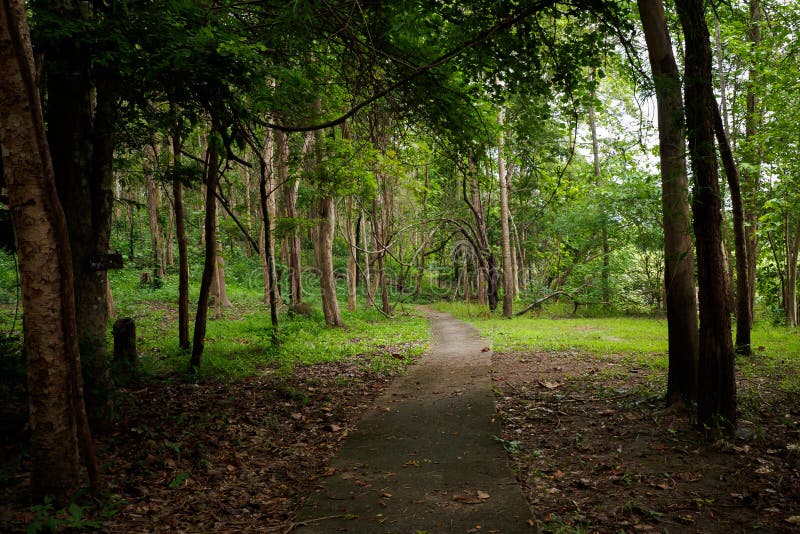 Pedestrian Walk To Explore the Nature of Green Forest Stock Image ...