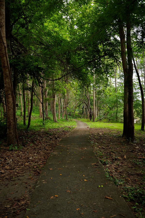 Pedestrian Walk To Explore the Nature of Green Forest Stock Photo ...