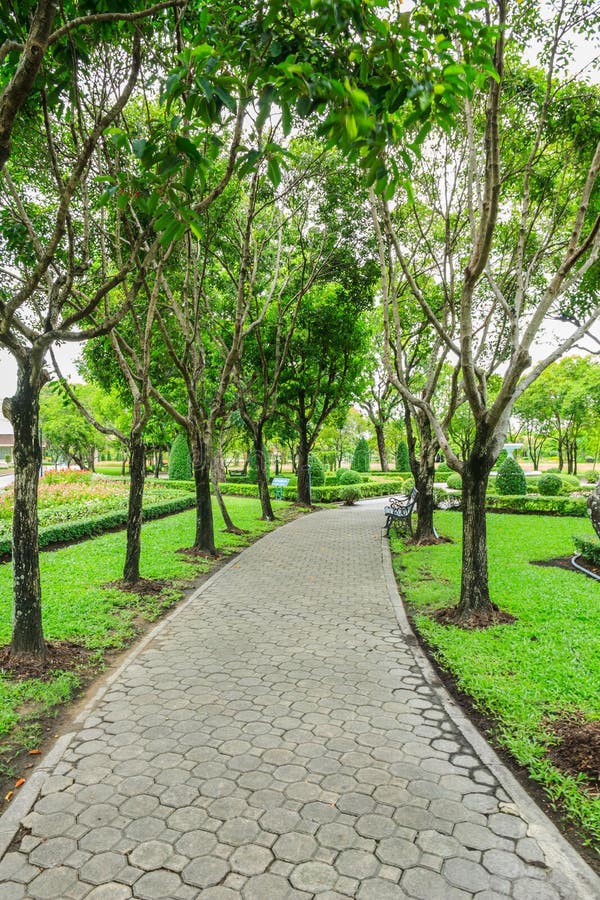 Pedestrian Walkway for Exercise Lined Up with Beautiful Tall Trees ...