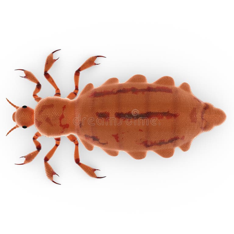 Pediculus Ilustrações, Vetores E Clipart De Stock – (316 Stock ...