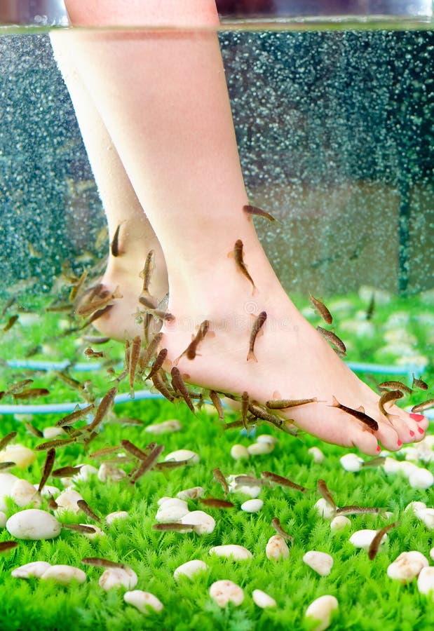 Fish Pedicure Spa Treatment, Rufa Garra Fish Stock Photo - Image of ...