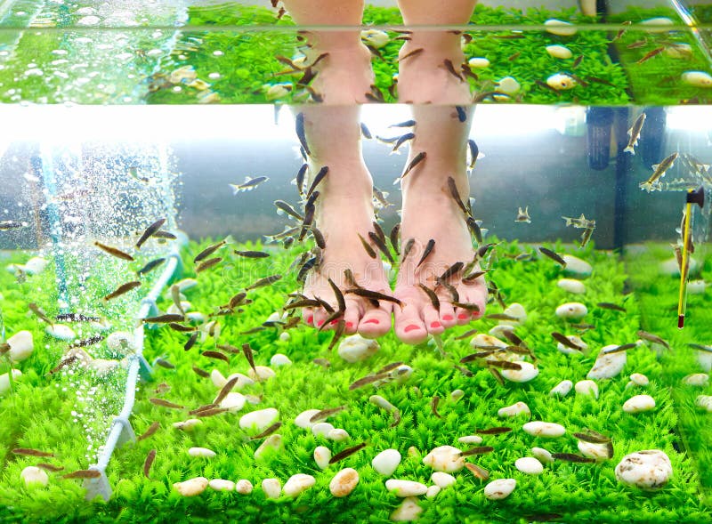 Pedicure Spa Treatment, Rufa Garra Fish Stock Image - Image of person ...