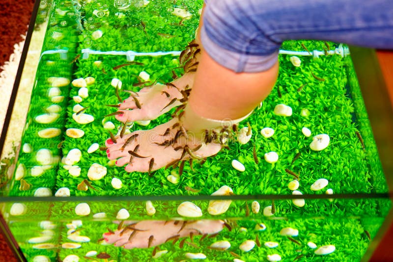 Pedicure Spa Treatment, Rufa Garra Fish Stock Image - Image of person ...