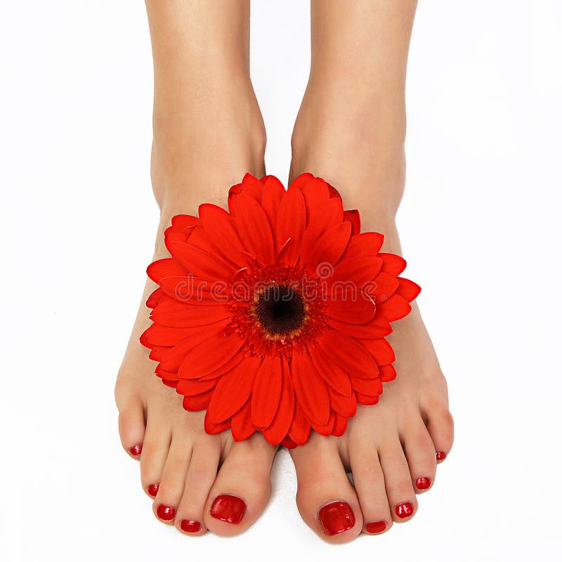 Pedicured Feet with Red Flower Stock Photo - Image of clear, gerbera ...
