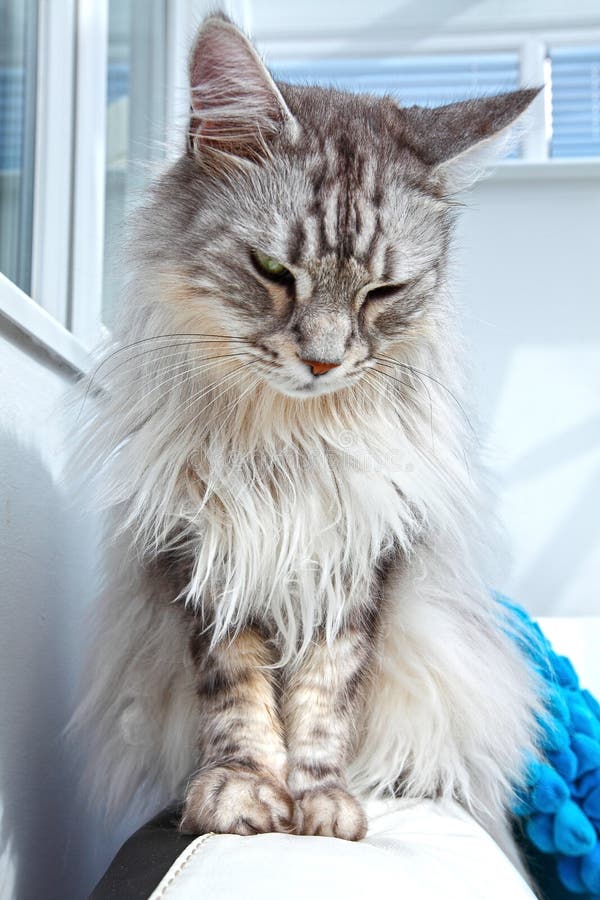 Pedigree cat stock photo. Image of fury, sitting, white - 28841064