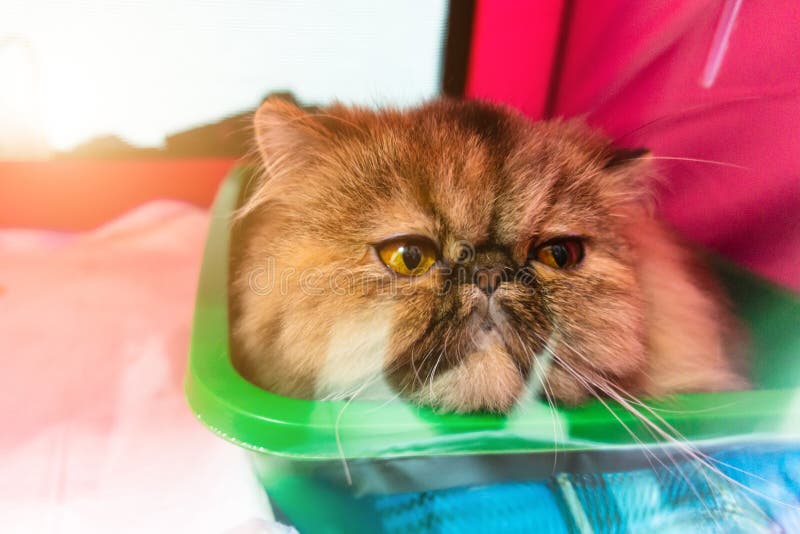 Pedigree Persian Cat Close-up. Moustached Muzzle Stock Photo - Image of ...
