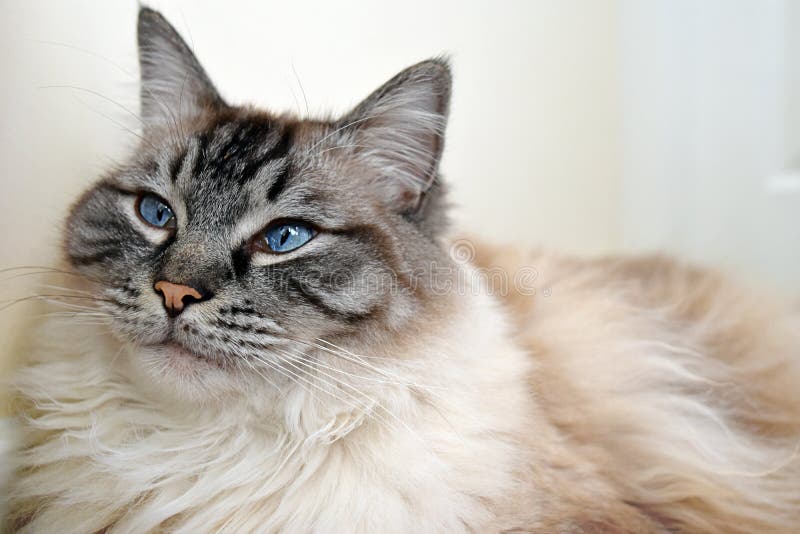 Pedigree ragdoll stock image. Image of closeup, indoors - 90932065