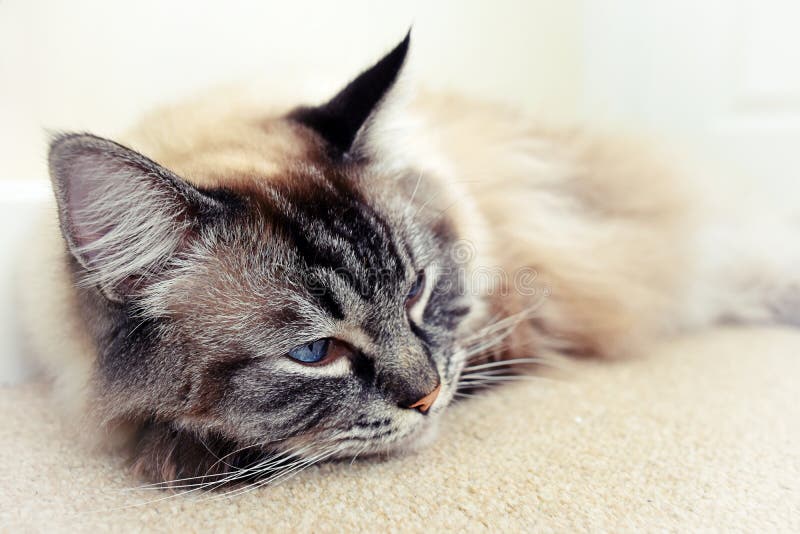 PEDIGREE RAGDOLL stock photo. Image of portrait, sleepy - 90932164