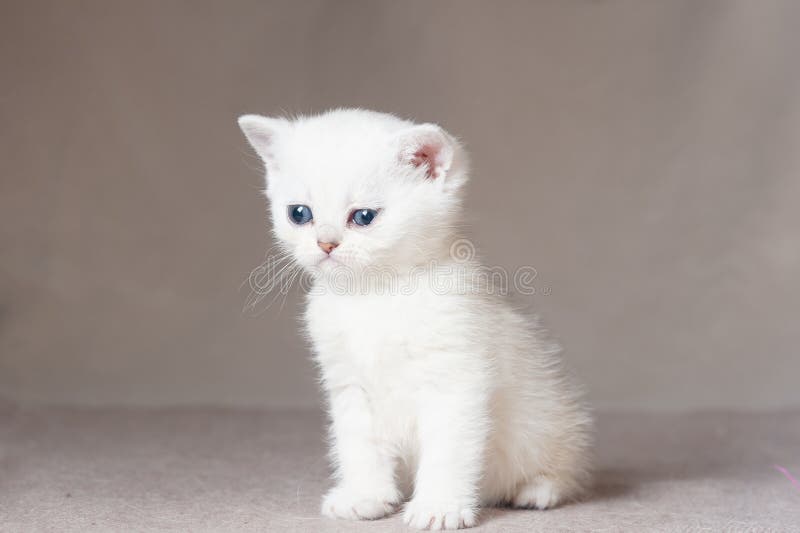 Pedigree white kitten stock image. Image of friend, complaint - 263942001